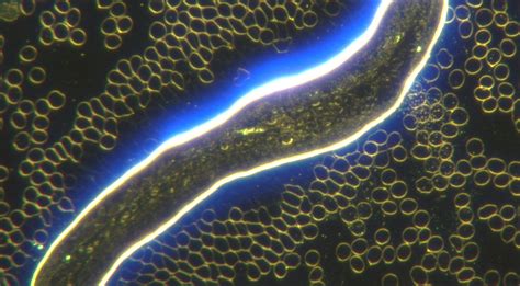 Nanowires Resembling Neural Networks Self Assemble In COVID19