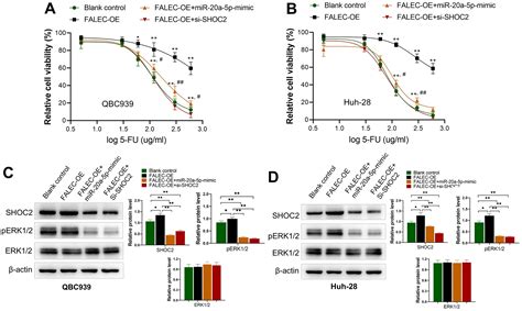 Lncrna Falec Increases The Proliferation Migration And Drug Resistance