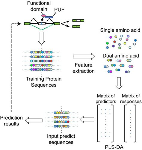 Modeling And Predicting The Activities Of Trans Acting Splicing Factors