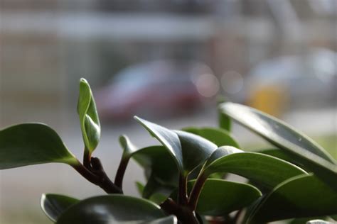 Free Images Nature Branch Blossom Growth Leaf Flower Home Food