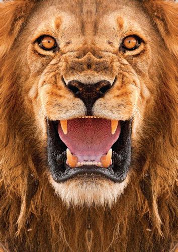 Roaring Lion Animated 