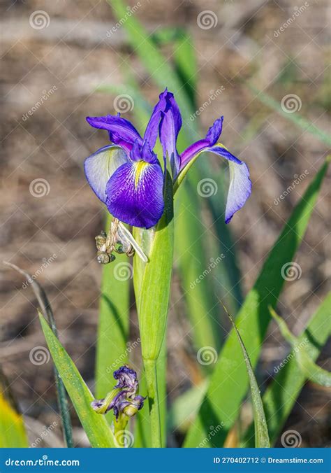 Iris Virginica Virginia Great Southern Blue Flag Or Iris Bright