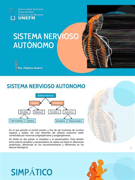 Sistema Nervioso Autonomo Pdf Sistema Nervioso Neuroanatomía