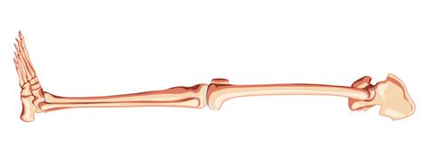 Skeleton Leg Tibia Fibula Foot Ankle Human Vector Image