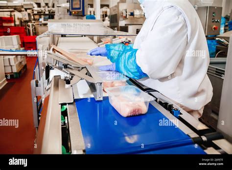 Conveyor Belt Food Automated Production Line In Modern Food Factory People Working Chicken