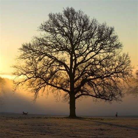 Amiya Taylor Youtube