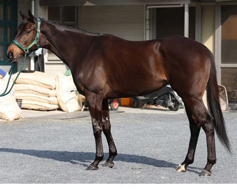 【高松宮記念】ソーダズリング90点 キ甲が抜け首抜け良く スポニチ競馬web