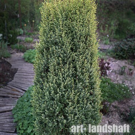 Можжевельник обыкновенный "Suecica" (Суецика) - купить в Екатеринбурге