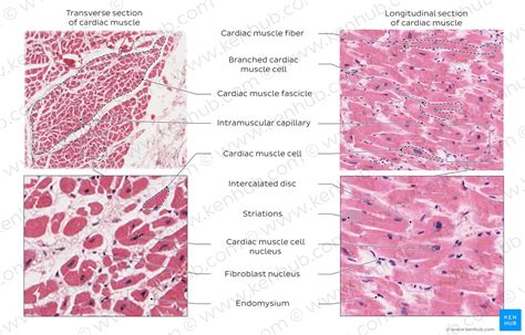Heart Histology Cardiac Muscle Labels Histology Slide