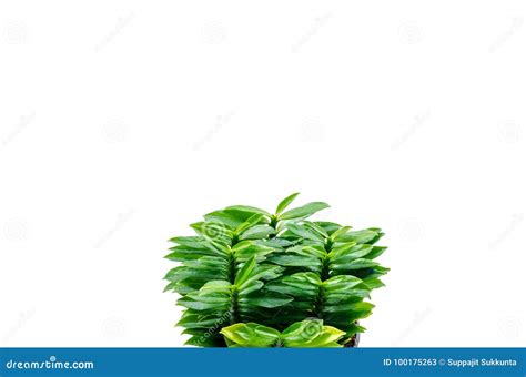 Fresh Condition With Small Tree On Background Stock Image Image Of