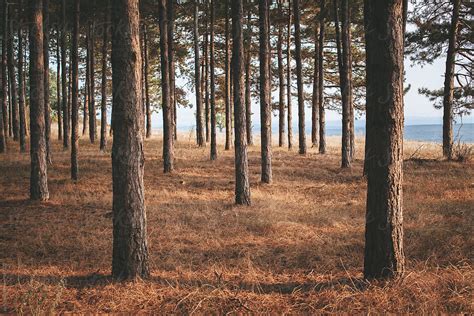 Autumn Forest By Stocksy Contributor Paff Stocksy