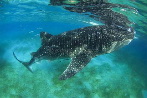 Isolerad Valhaj Arkivfoto Bild Av Flipper Bakgrund 53242294