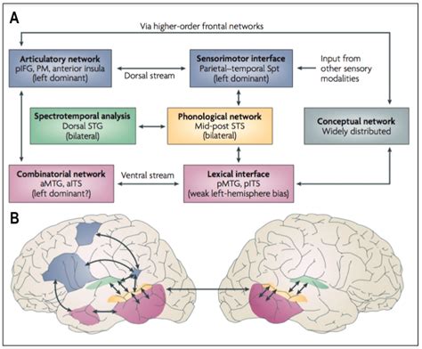 1 Illustration Of The Dual Stream Model Adopted From Hickok And