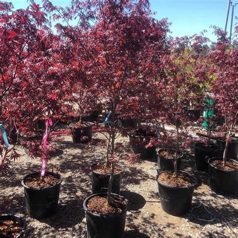 Japanese Maples Emily Cooper Gardening