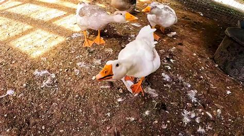 ЗАПАРИЛСЯ КУПИЛ ХУТОР В ЛЕСУ СТРОЮ СВОЮ УСАДЬБУ № 24 Youtube