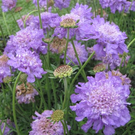 Scabieuse Butterfly Blue Scabiosa Vivace à Très Longue Floraison Bleue