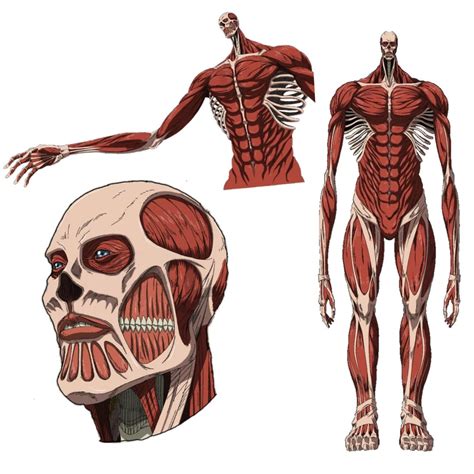 Colossal Titan Png Oc The Colossal Titan Fanart