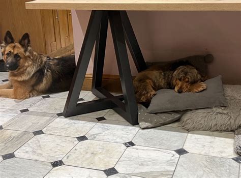 Megs Looking Peaceful After Stealing All The Cushions And Eating The