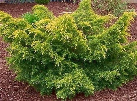 Gold Lace Juniper Shrub Eureka Farms