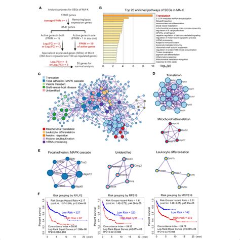 Translation Related Proteins Altered In Ma K Are Associated With