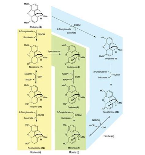 Yeast Turned Into Morphine And Opioid Biofactories Research