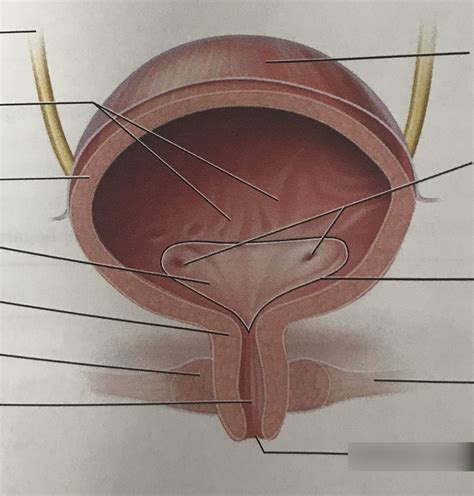 Female Urinary Bladder Frontal Section Part 2 Diagram Quizlet
