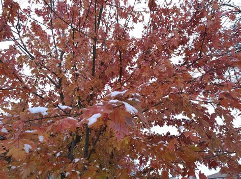 Asus Zenfone V Review Techradar