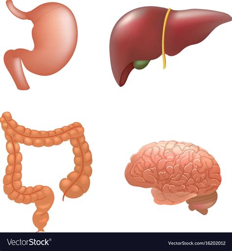 Realistic Human Organs Set Anatomy Royalty Free Vector Image