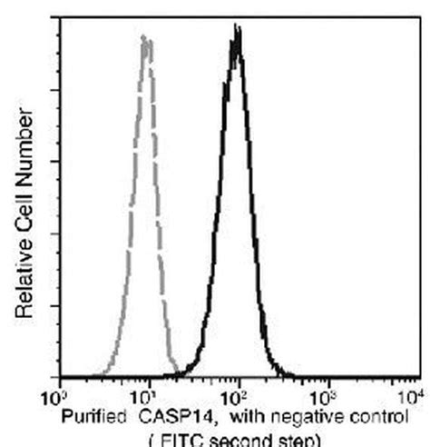 Caspase 14 Monoclonal Antibody 05 Invitrogen™ 100 μl Unconjugated