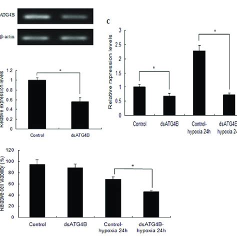 Rna Interference Rnai Based Functional Analysis Of Atg4b In M Download Scientific Diagram