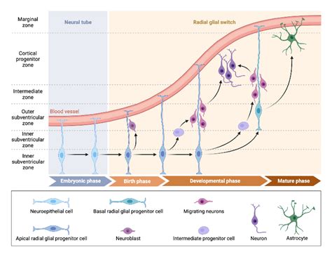 Cortical Development Of Astrocytes Biorender Science Templates