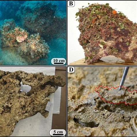 A Micrite Observed In Reflected Light And Excited With Uv Light B Download Scientific