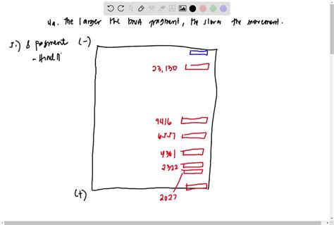 SOLVED Complete This Rule For The Movement Of DNA Fragments Through An