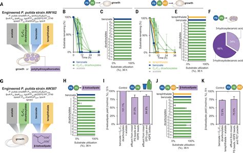 Mixed Plastics Waste Valorization Through Tandem Chemical Oxidation And Biological Funneling