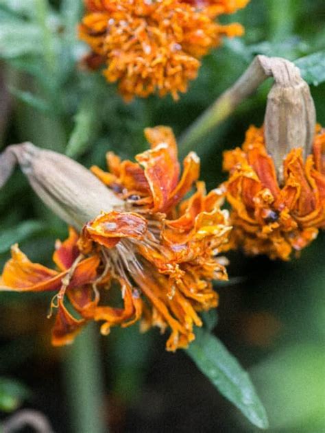 How To Harvest Save Marigold Seeds Green Garden Cottage