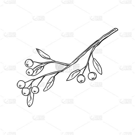 有浆果的槲寄生枝。孤立在白色背景上。手绘矢量插图。