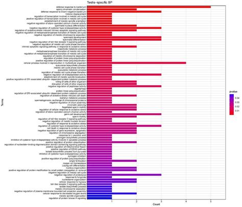 Figure S2 Biological Process Enrichment Of Testis Specific Genes