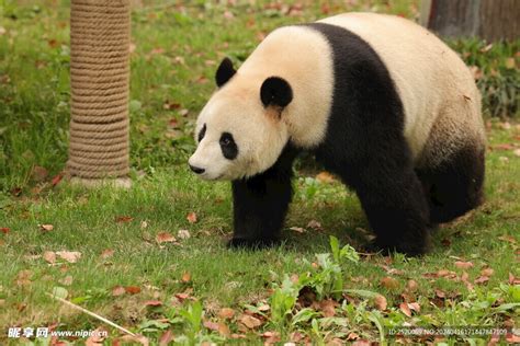 熊猫摄影图 野生动物 生物世界 摄影图库 昵图网