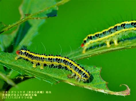 まほろばの島詩 畑で見つけた幼虫たち