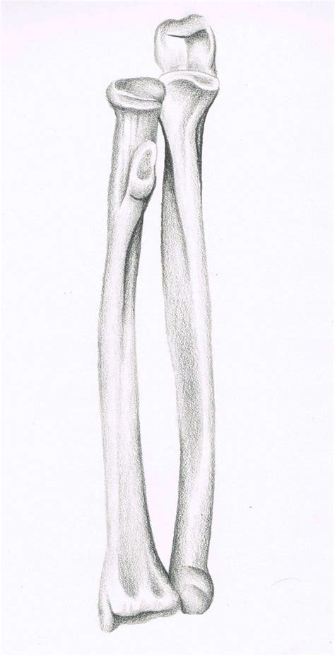 Radius And Ulna Bone Drawing Medical Illustration Radius And Ulna