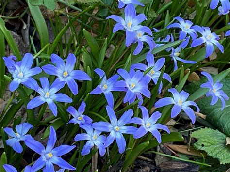 Flower Of The Week Chionodoxa Utah Associated Garden Clubs