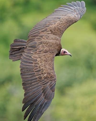 Hooded Vulture Victoria Falls Safari Lodge Zimbabwe … Flickr