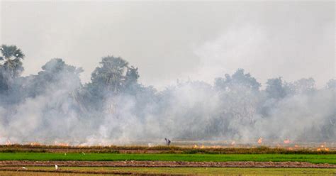 Southeast Asian Ministers Commit To Eventual Elimination Of Crop