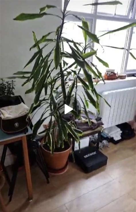 The Owner Is Unsure What It Is Anyone Know R Plantidentification