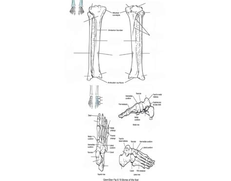 Tibia Fibula Bons Of Foot — Printable Worksheet
