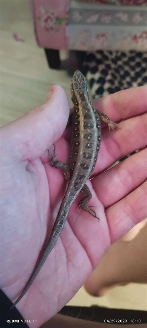Is This Female Field Lizard Pregnant R Lizards