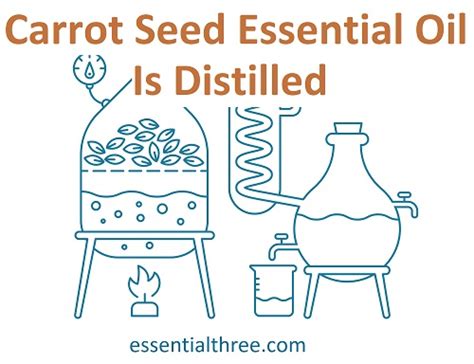 Carrot Seed Oil Vs Carrot Seed Essential Oil Essential 3