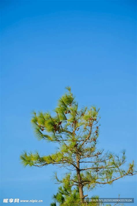 蓝天之下的挺拔青松摄影图 树木树叶 生物世界 摄影图库 昵图网