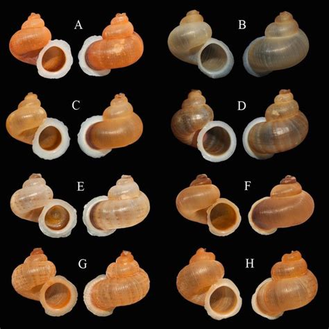 Figure1 Types Of Shell Single Curved Double Curved Synclastic And