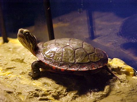 Randy S Turtle Page